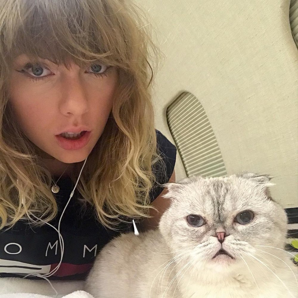 Guide To Taylor Swift s Cats Meredith Olivia And Benjamin Life Style Guide To Taylor Swift s Cats Meredith Olivia And Benjamin Life Style