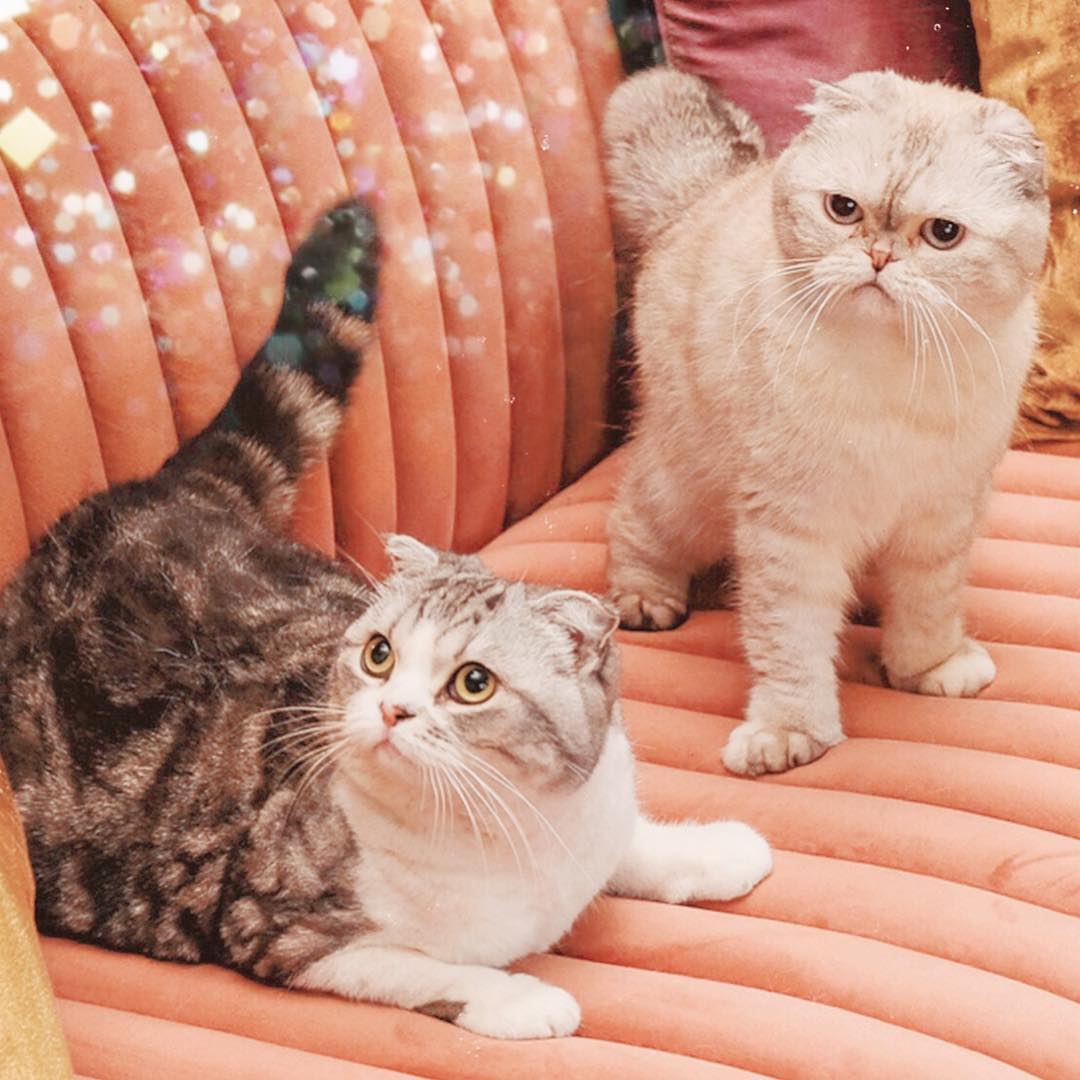 Guide To Taylor Swift s Cats Meredith Olivia And Benjamin Guide To Taylor Swift s Cats Meredith Olivia And Benjamin