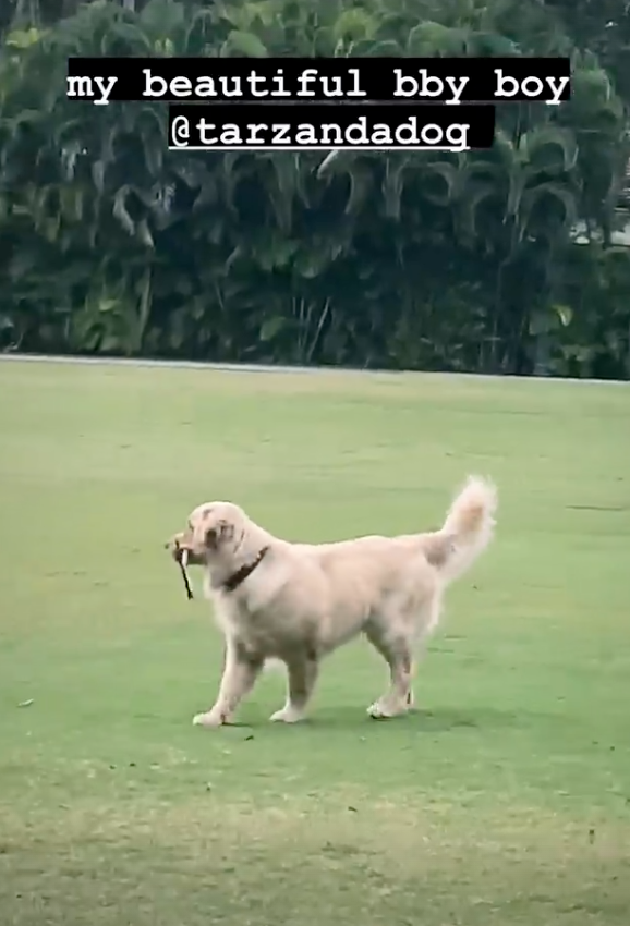 Camila Cabello’s Thanksgiving With Her and Shawn Mendes’ Dog Tarzan ...